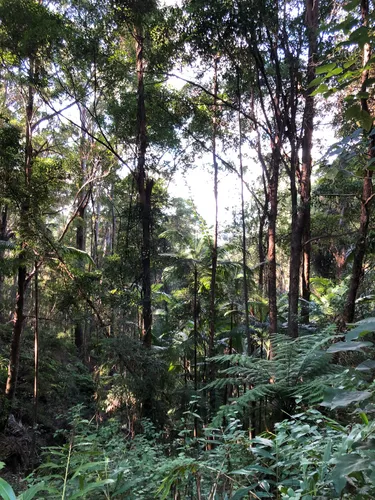 Best Hikes and Trails in Mooball National Park | AllTrails