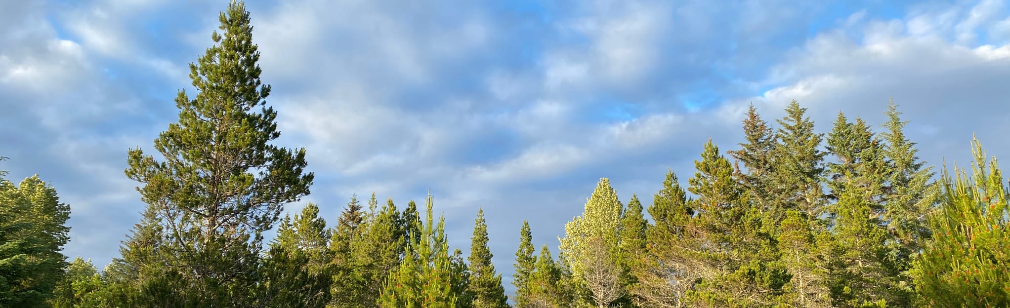 Nagoonberry Loop Trail, Alaska - 13 Reviews, Map | AllTrails