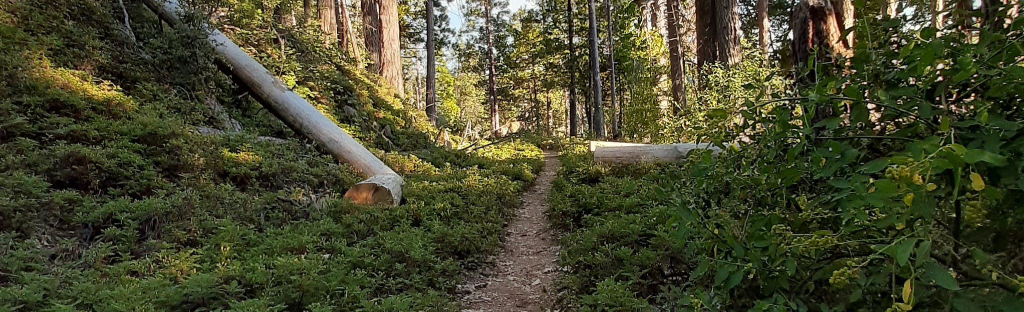 Trestle Trail, California - 97 Reviews, Map | AllTrails
