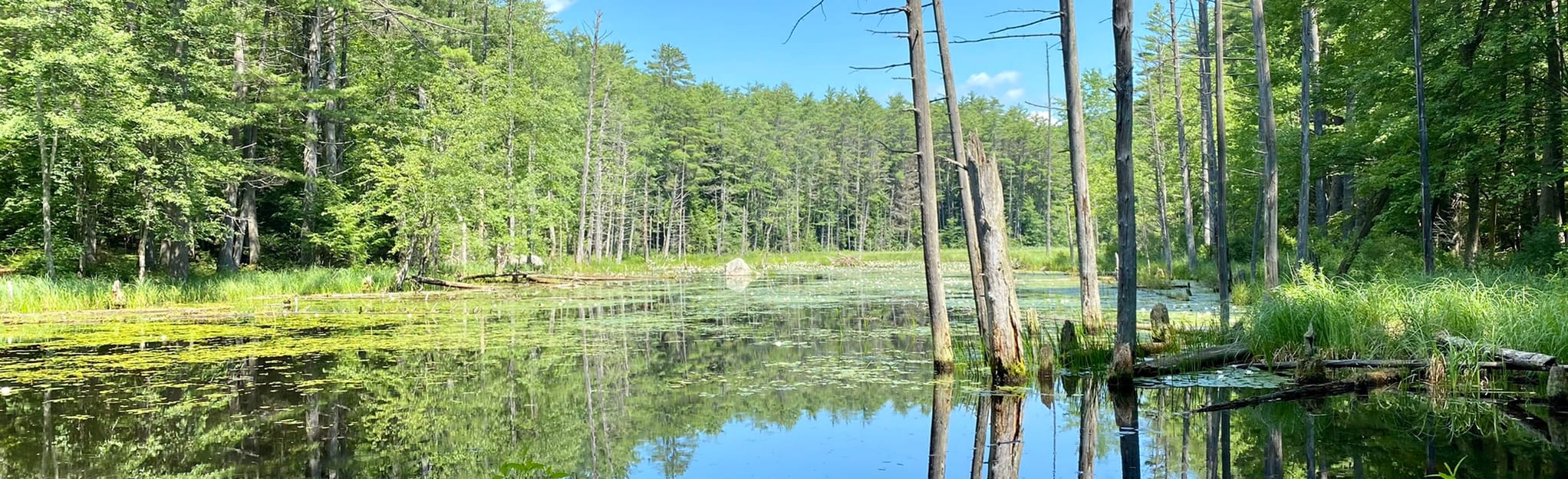 Hackensack Mountain Loop: 475 Reviews, Map - New York | AllTrails