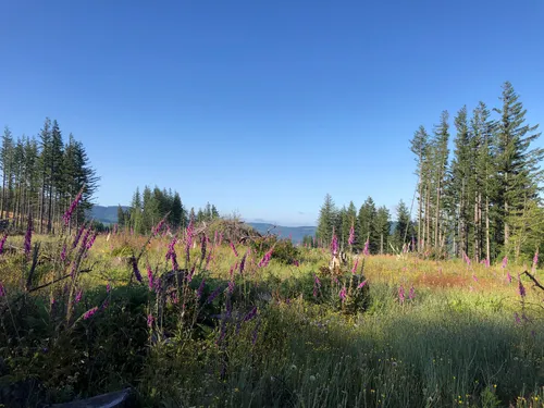 10 Best Hikes and Trails in Yacolt Burn State Forest | AllTrails