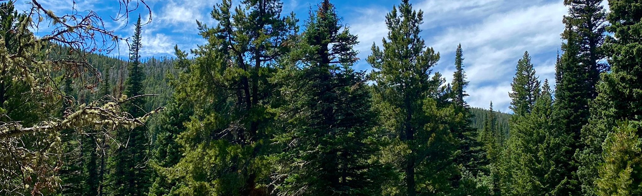 Middle St. Vrain Trail, Colorado - 715 Reviews, Map | AllTrails