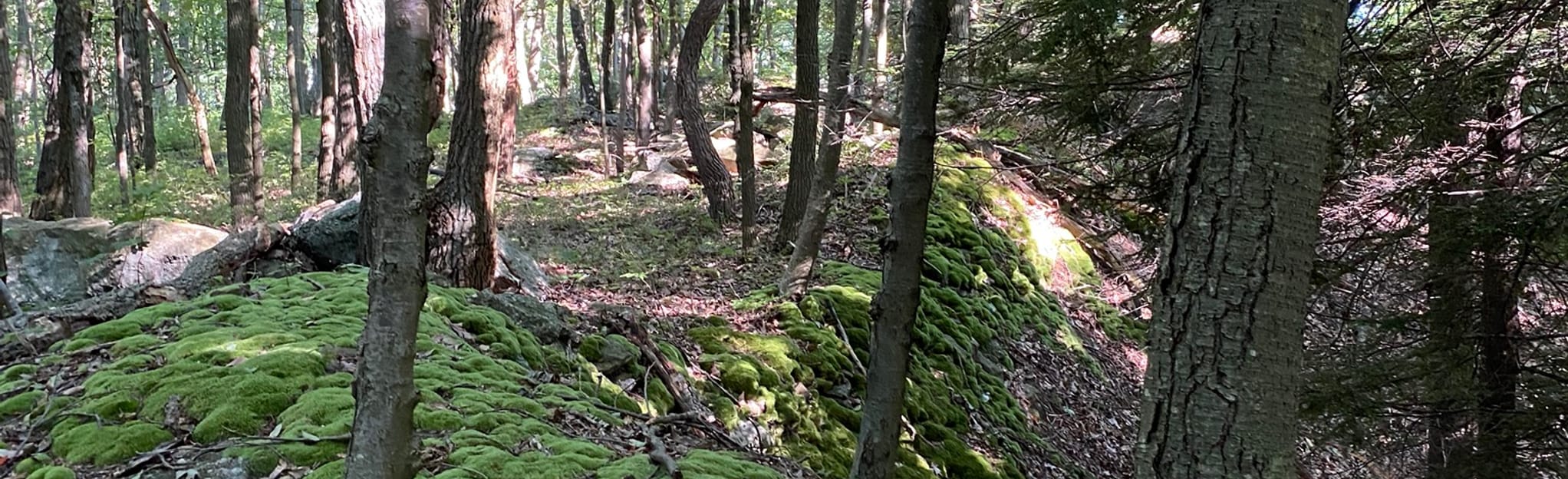 Cinder Pile, Big Mountain and 40’s Trail Loop, Pennsylvania - 64 ...