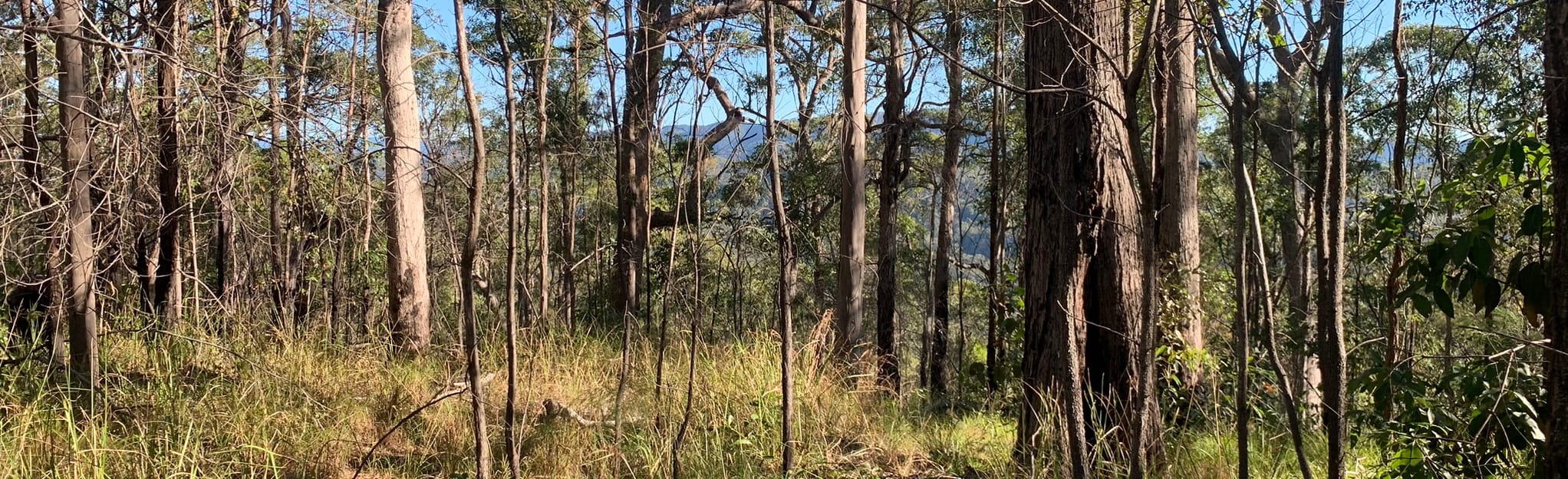 Nerang State Forest Walk Circuit: 151 Fotos - Queensland, Australien ...