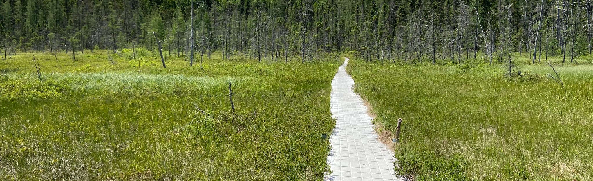 Ferd's Bog Trail, New York - 86 Reviews, Map | AllTrails