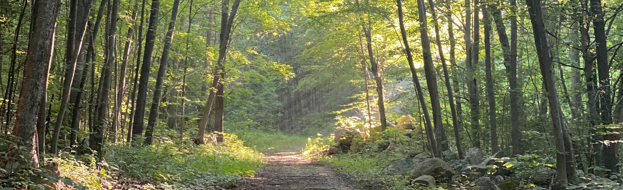 Red Pine Trail: 48 Reviews, Map - Connecticut | AllTrails
