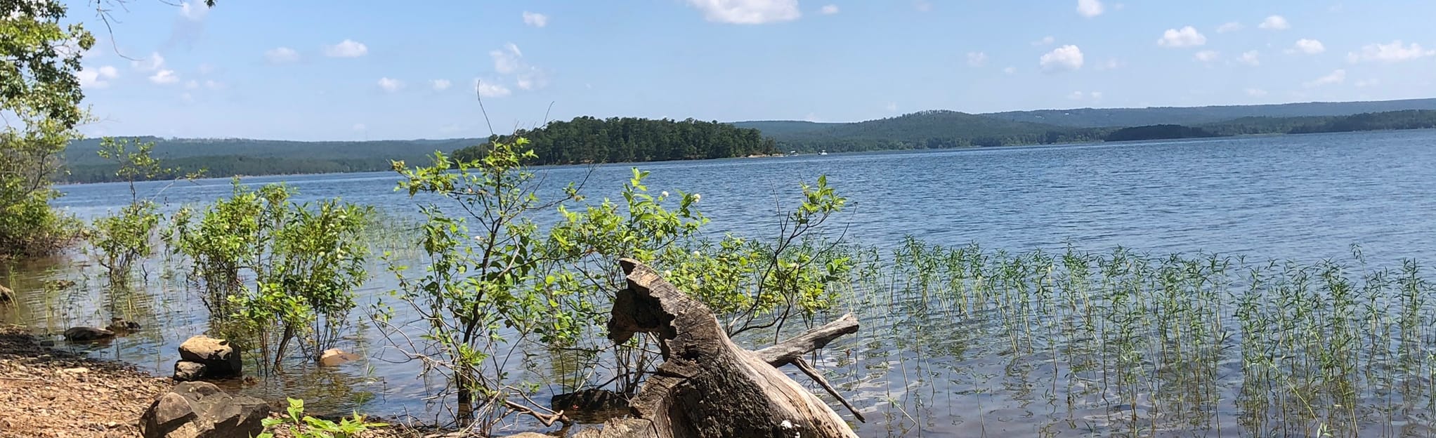 Farkleberry Trail, Arkansas - 41 Reviews, Map | AllTrails