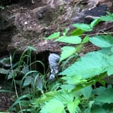 Church Creek - Satsop Lakes Trail, Washington - 26 Reviews, Map | AllTrails