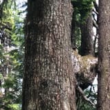 Church Creek - Satsop Lakes Trail, Washington - 26 Reviews, Map | AllTrails