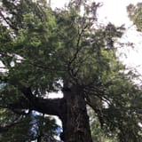 Church Creek - Satsop Lakes Trail, Washington - 26 Reviews, Map | AllTrails