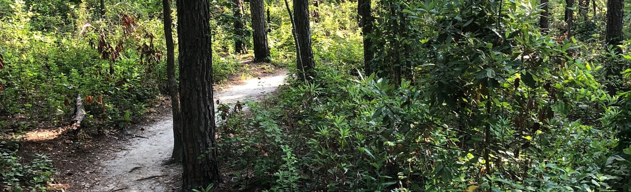Red Trail via Blue Trail: 100 Reviews, Map - South Carolina | AllTrails