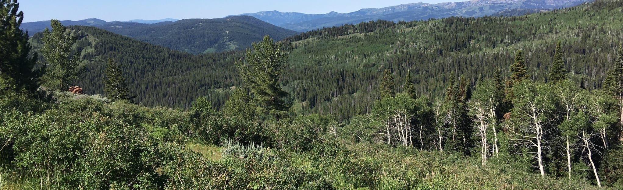 Swan Peak Trail, Utah - 66 Reviews, Map | AllTrails