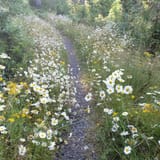 Shellburg Falls Trail, Oregon - 855 Reviews, Map | AllTrails