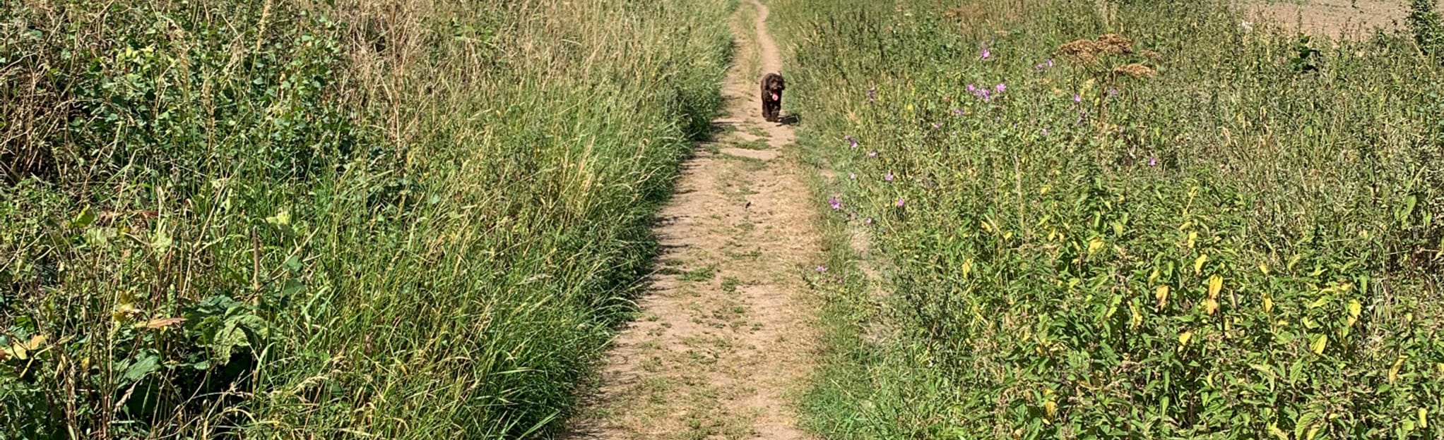 Newlands Corner, Gomshall and Shere Circular, Surrey, England - 193 ...