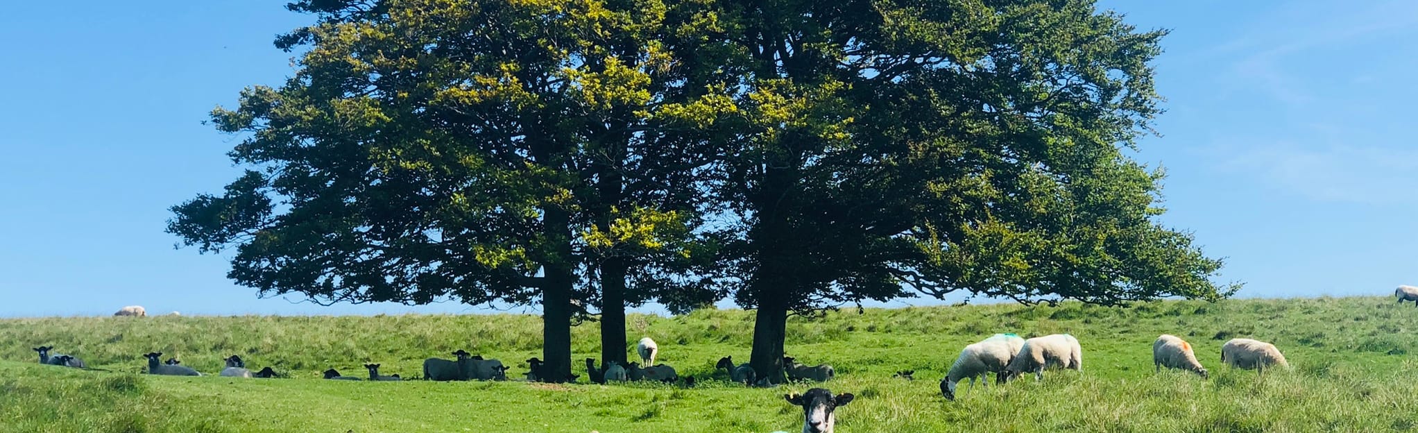 Cleeve Hill and Postlip Circular, Gloucestershire, England - 78 Reviews ...