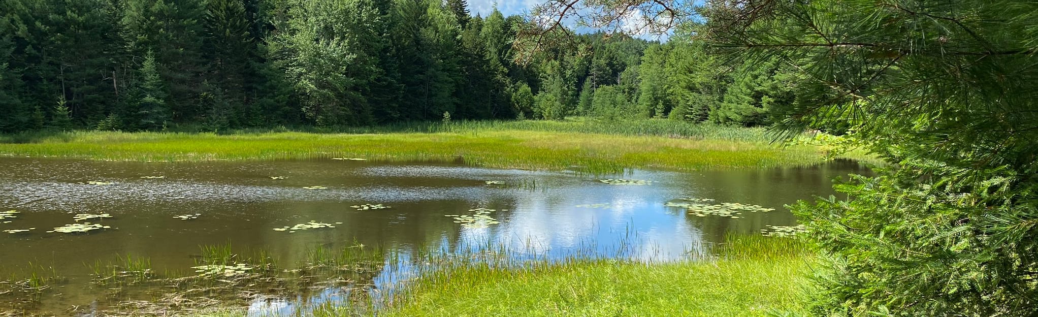 Beaver Pond and Toadstool Trail Loops: 8 Reviews, Map - New York ...