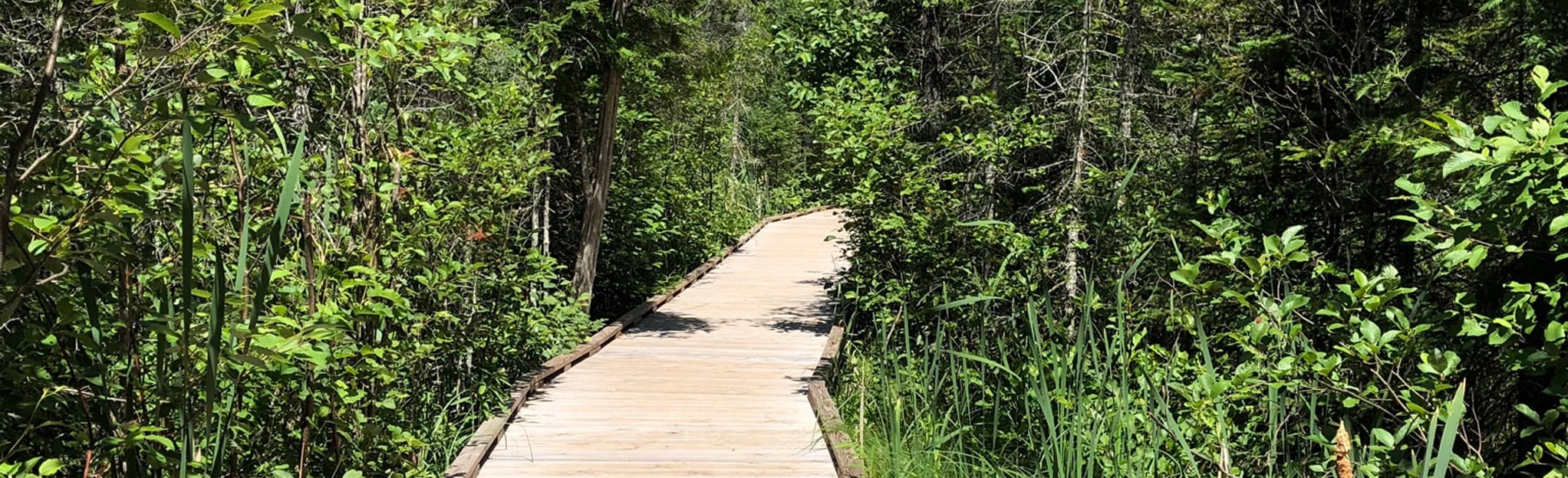 Fern Boardwalk Trail: 1 Reviews, Map - Michigan | AllTrails