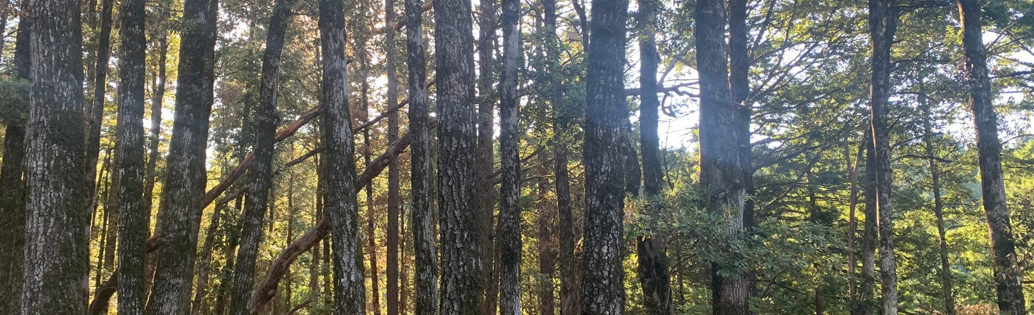 Bay Area Ridge Trail: Wunderlich County Park to Huddart County Park ...