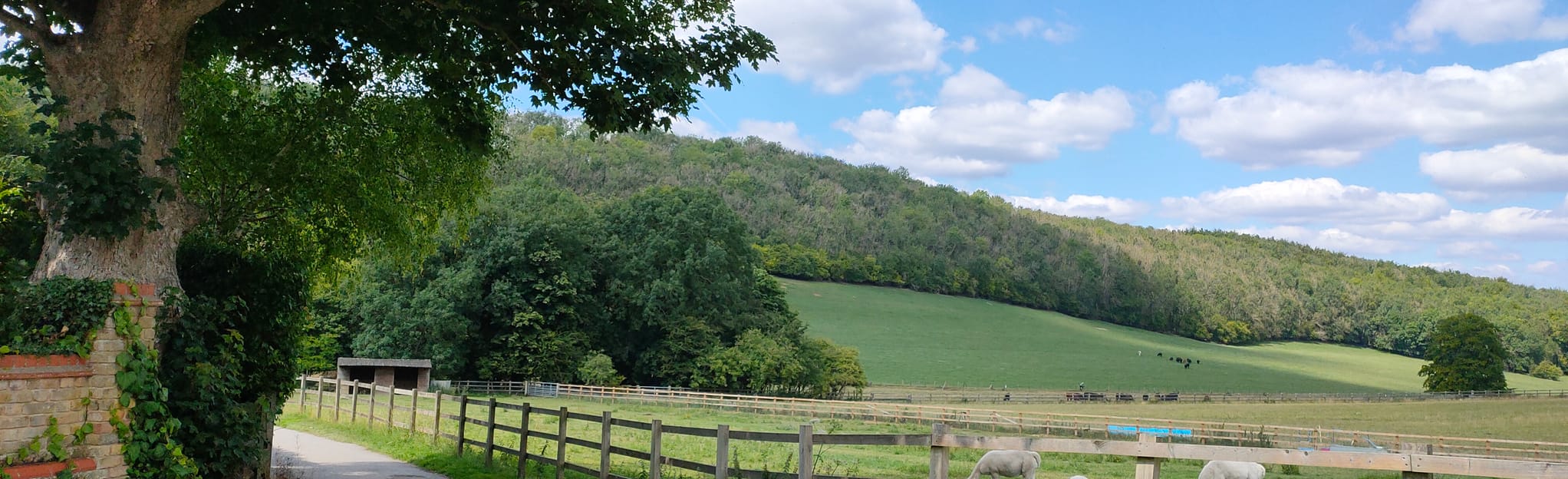 Birch Wood and Kenley Common Circular, Surrey, England - 5 Reviews, Map ...