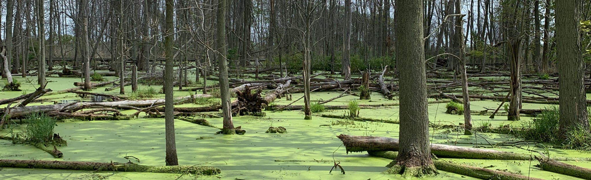 Wetlands Boardwalk Loop: 77 Reviews, Map - Ohio | AllTrails