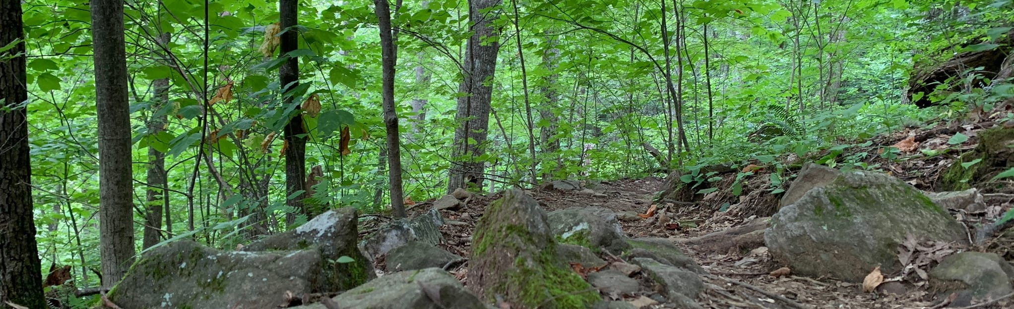 Appalachian Trail: Dicks Creek Gap to Bly Gap Camp, Georgia - 303 ...