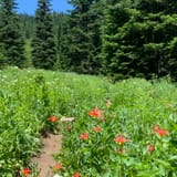 Thorp Lake via Thorp Creek Trail, Washington - 136 Reviews, Map | AllTrails