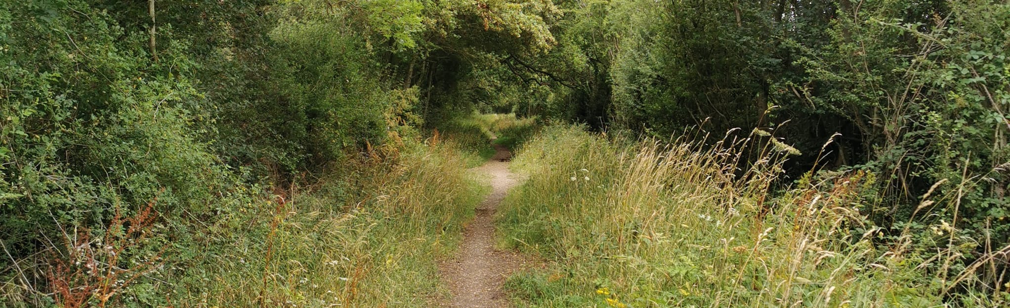 Beech Hill Circular, Berkshire, England - 20 Reviews, Map | AllTrails