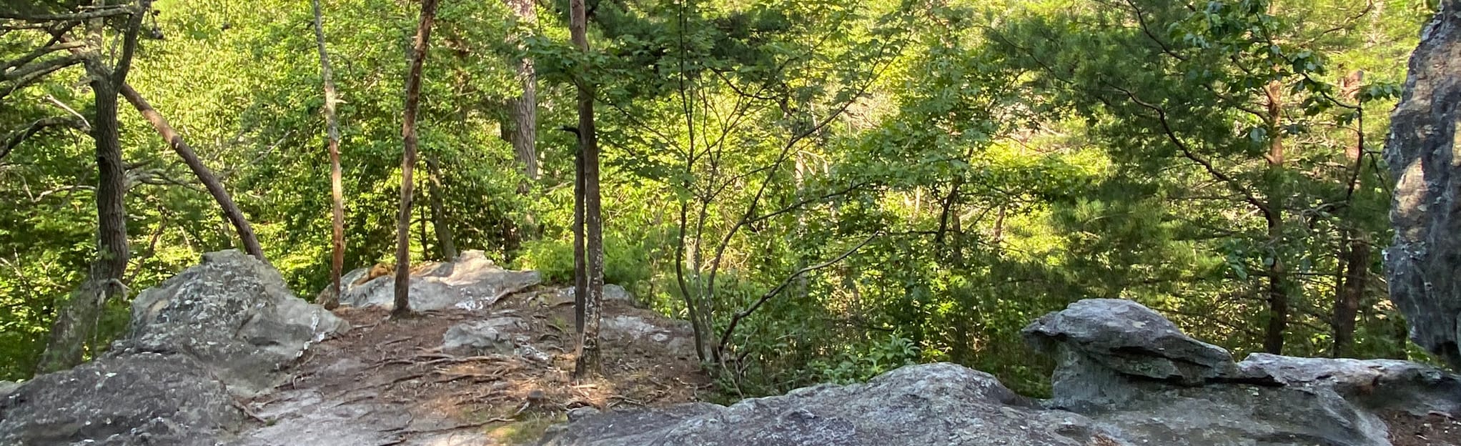 Rock Garden Trail: 20 Reviews, Map - North Carolina | AllTrails