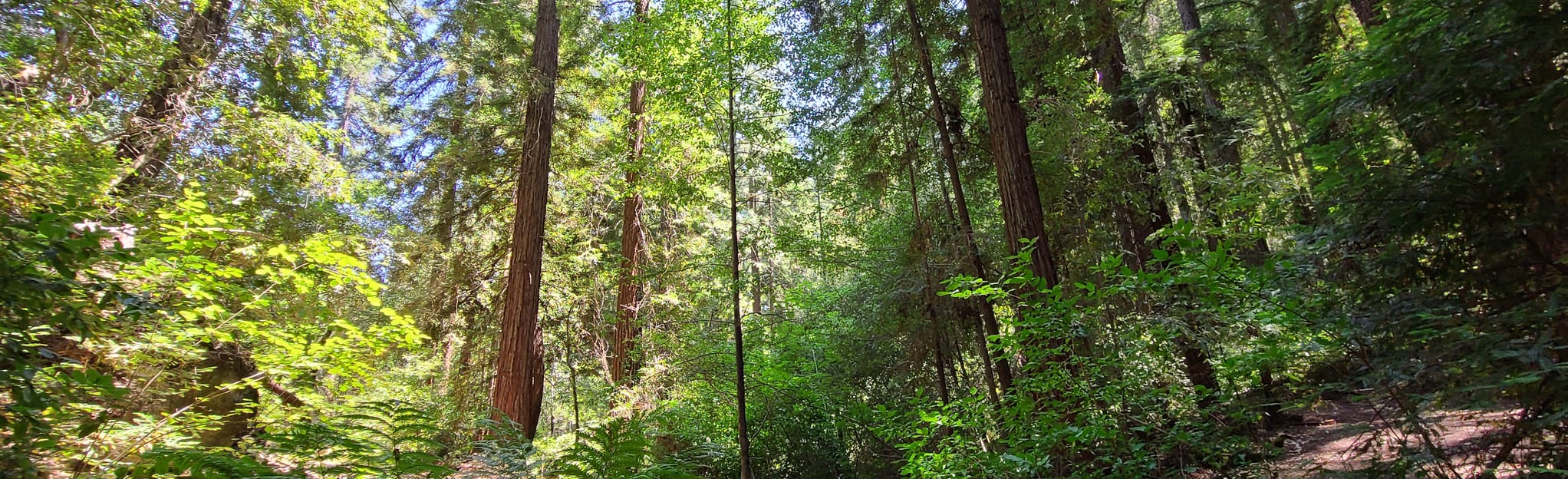 Roosevelt Grove and Full Moon Rock Trail via Vineyard Trail: 88 foto ...