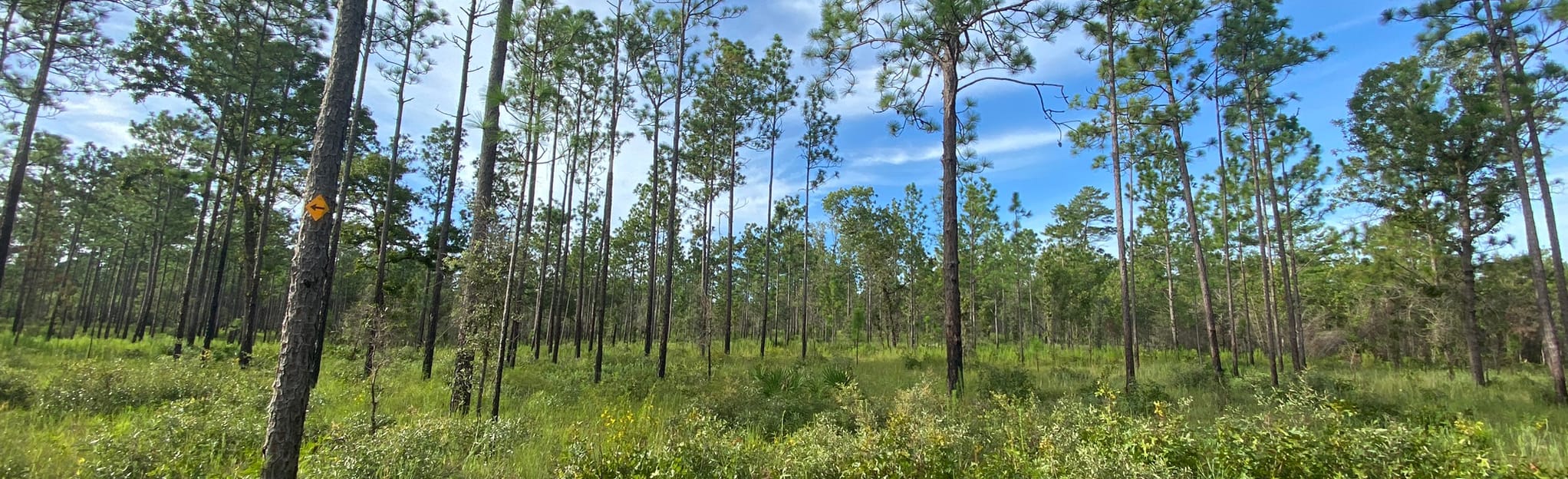 Alexander Springs Loop: 111 Reviews, Map - Florida | AllTrails