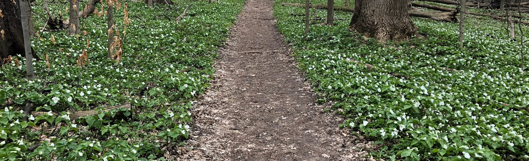 Bendix Woods Perimeter Loop: 77 foto - Indiana | AllTrails