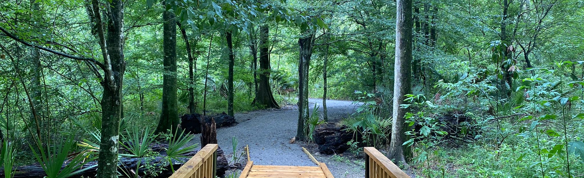 Palmetto Trail - Louisiana | AllTrails