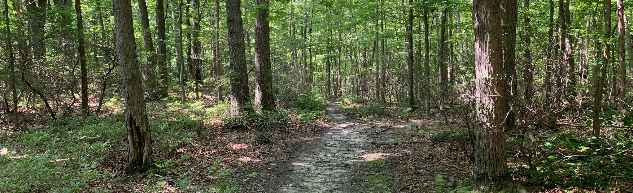Steep Downhill Trail Loop, Maryland - 83 Reviews, Map | AllTrails