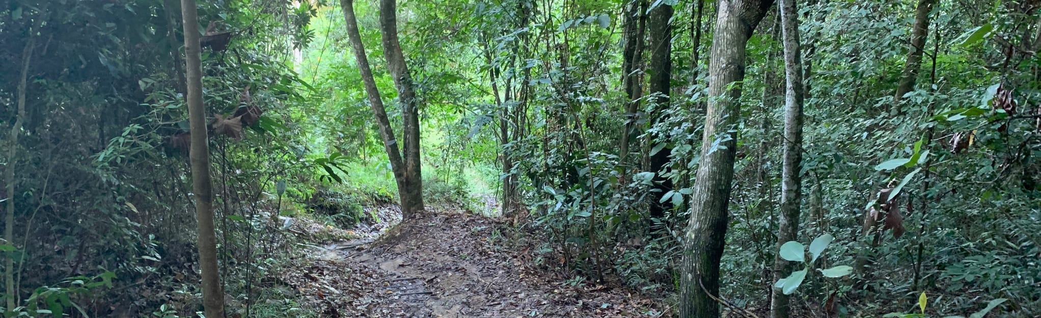 UMS peak: 6 Reviews, Map - Sabah, Malaysia | AllTrails