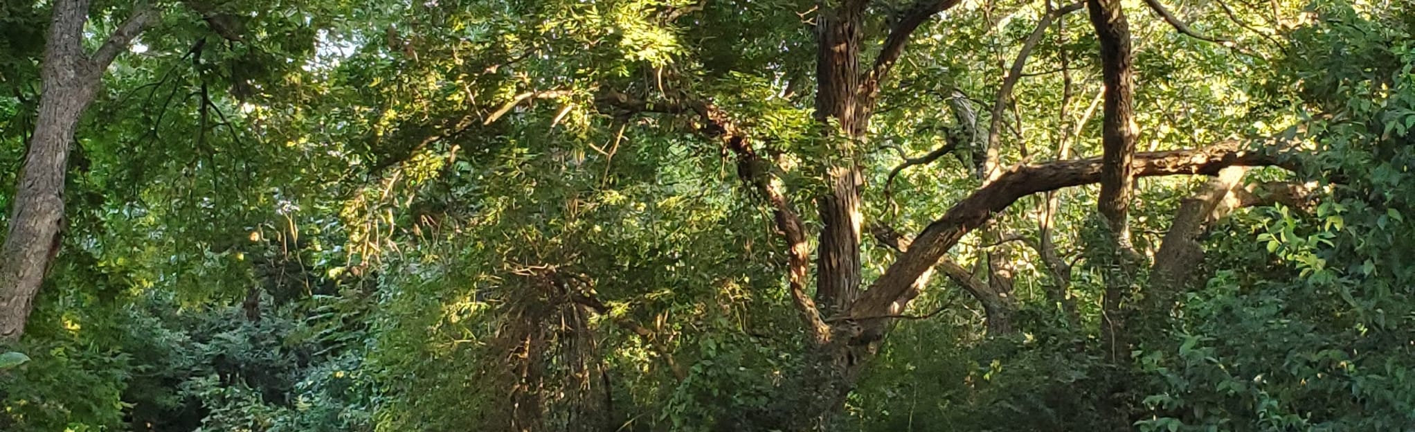 Pflugerville Hike and Bike Trail: Bohl's Park to Northeast Metro Park ...