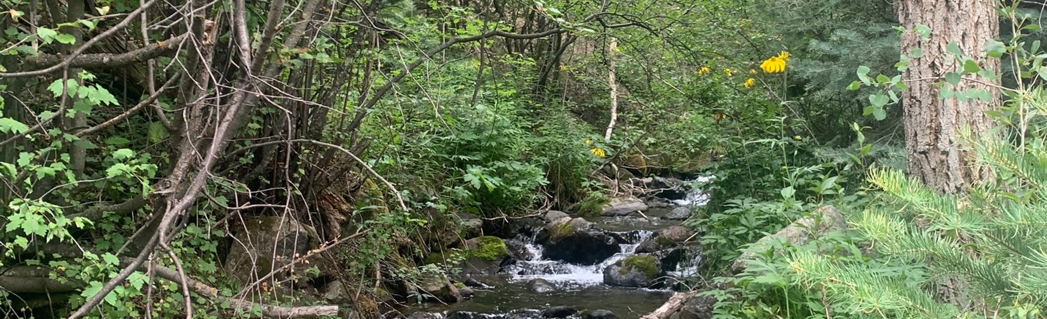 Hayden Creek Rainbow Trail, Colorado - 29 Reviews, Map | AllTrails