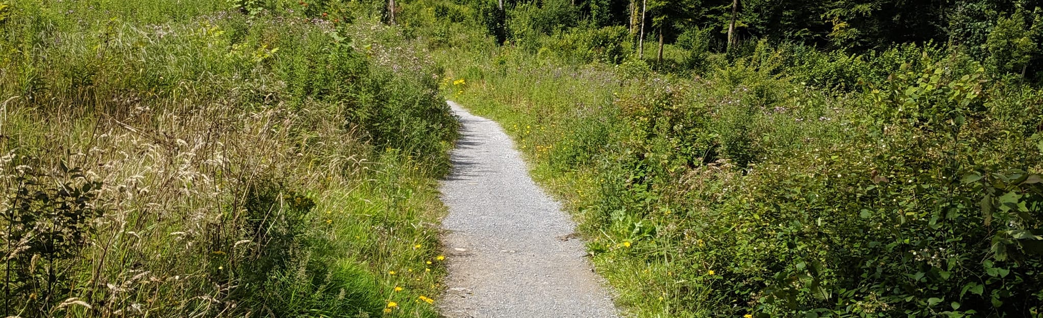 Curraghchase Loop, County Limerick, Ireland - 74 Reviews, Map | AllTrails