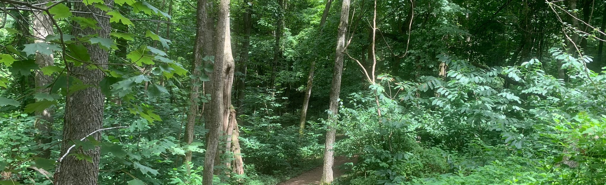 Stephen's Way Trail: 394 Reviews, Map - Tennessee | AllTrails