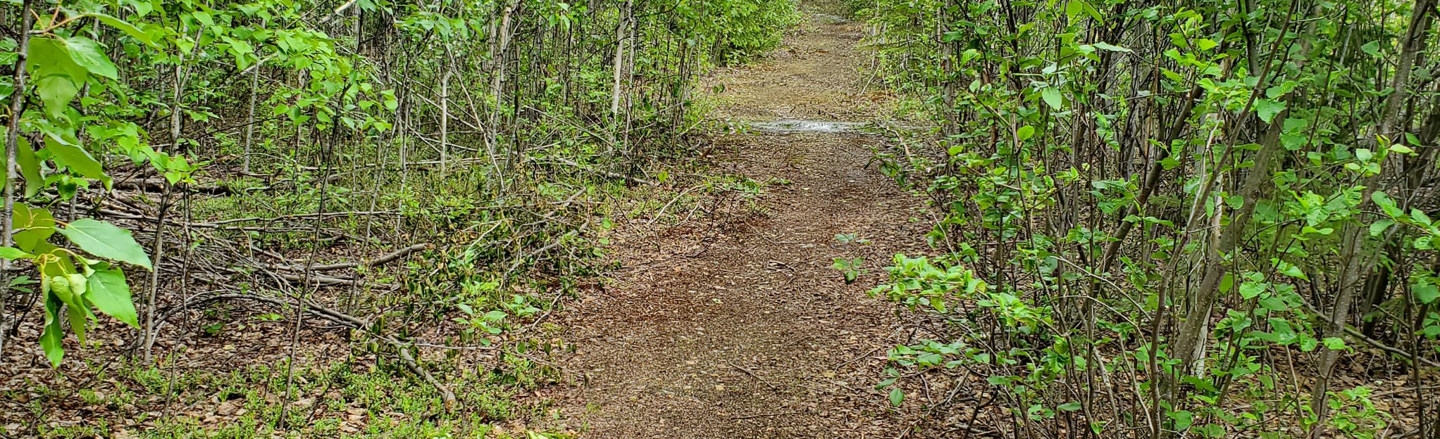 Salcha Trail, Alaska - Map, Guide | AllTrails