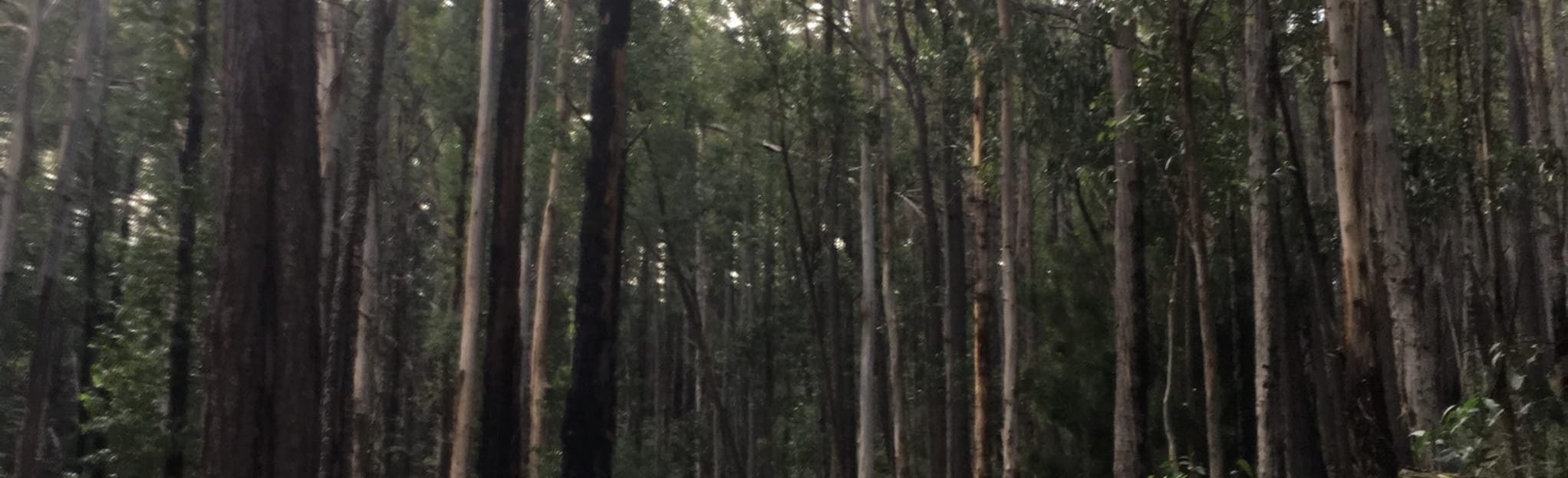Tyers Junction Rail Trail: 7 Reviews, Map - Victoria, Australia | AllTrails
