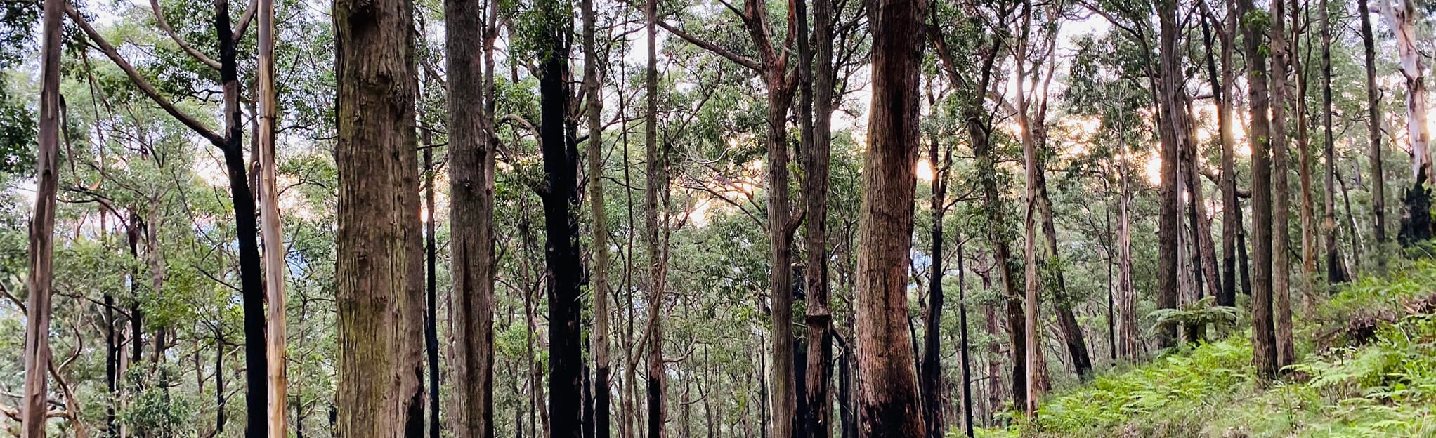 Doongalla Stables to Bourke's Lookout, Victoria, Australia - 212 ...