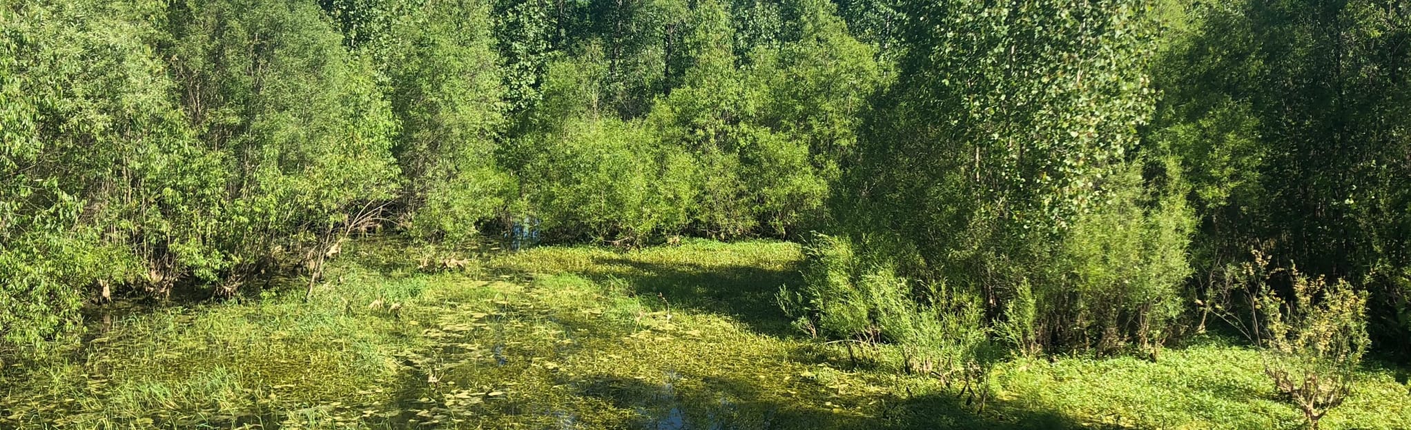 Dan Patterson Wetland Trail, Ontario, Canada - 101 Reviews, Map | AllTrails