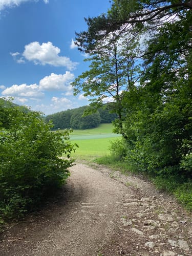 Plech: as melhores trilhas de flores silvestres em 2023 | AllTrails