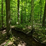 Ganaraska Forest Trail, Ontario, Canada - 136 Reviews, Map | AllTrails