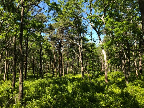 Best Hikes and Trails in Shawme-Crowell State Forest | AllTrails