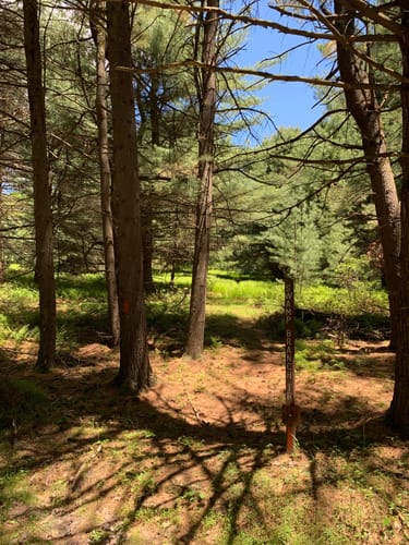 2023 Best 10 Trails in Sproul State Forest | AllTrails