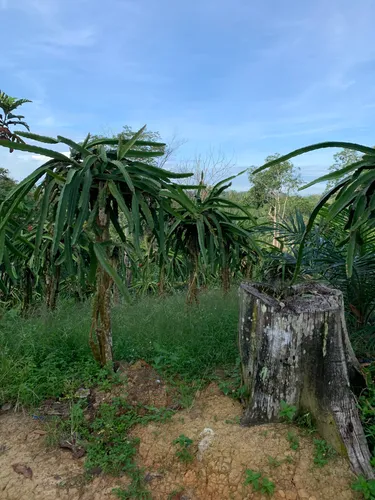 Best Hikes and Trails in Taman Hutan Raya Bukit Soeharto | AllTrails