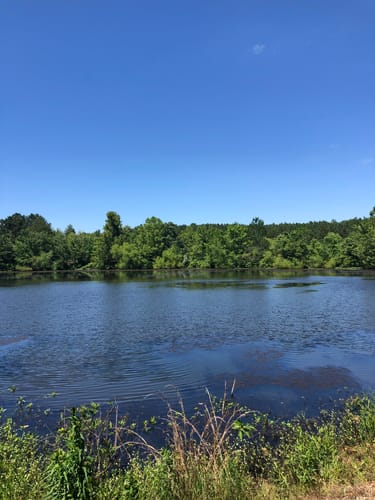 Best Hikes and Trails in Murphy Hill Wildlife Management Area | AllTrails