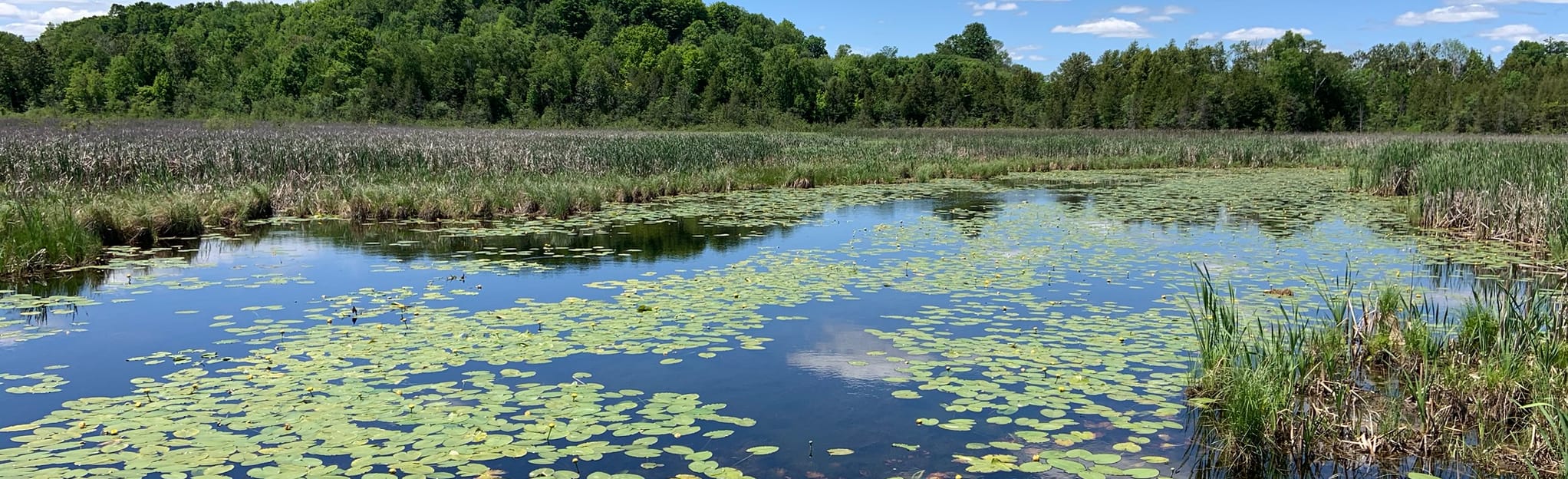 Beaver River Wetland Trail: Cannington - Uxbridge, Ontario, Canada - 47 ...