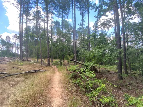 10 Best Long Trails in Sumter National Forest | AllTrails